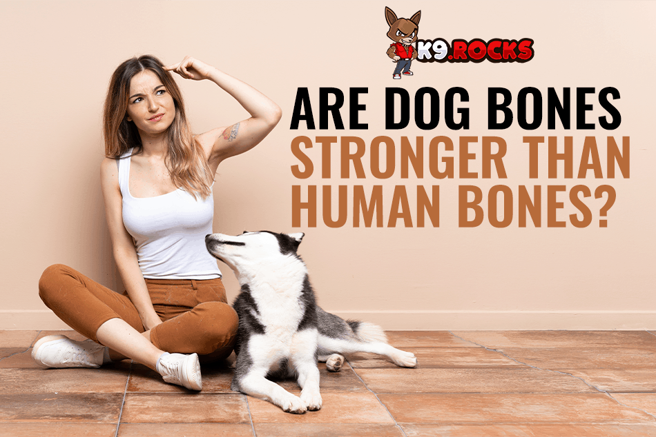 Are Dogs Bones Stronger Than Humans
