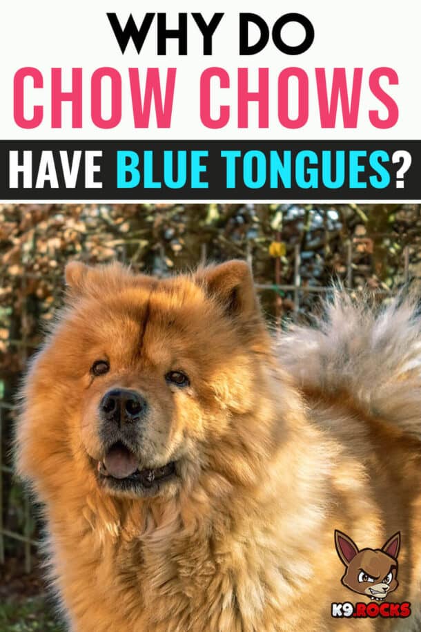 Why Do Chow Chows Have Blue Tongues? - K9 Rocks