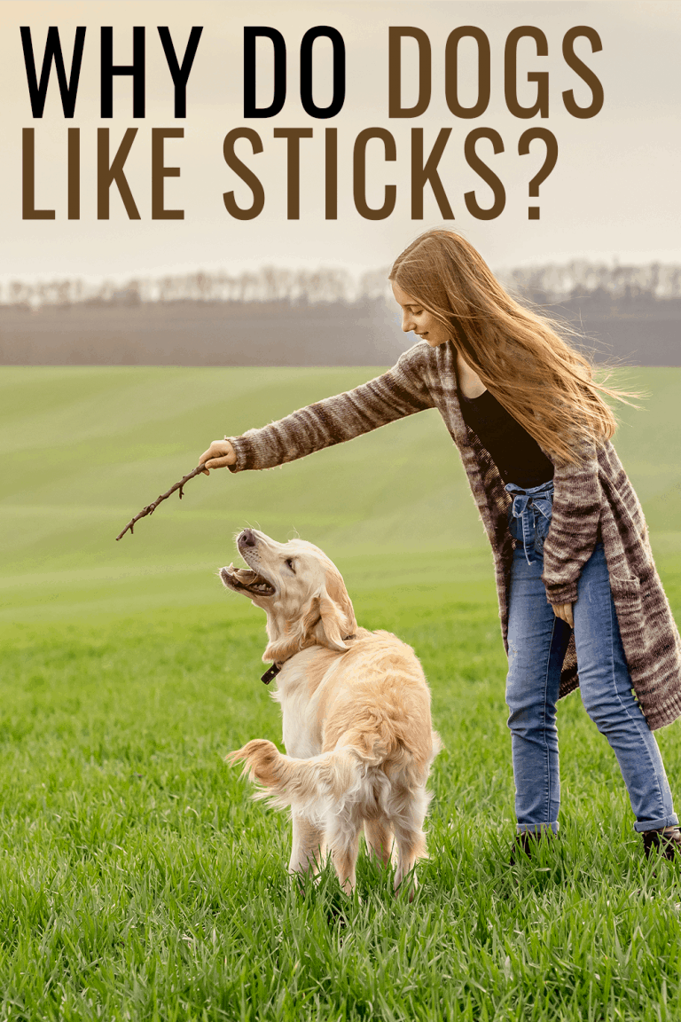 Why Do Dogs Like Sticks? - K9 Rocks