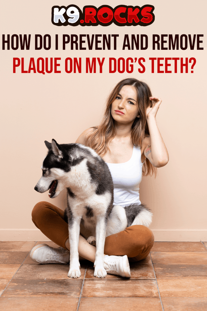 How Do I Prevent and Remove Plaque on My Dog’s Teeth? - K9 Rocks
