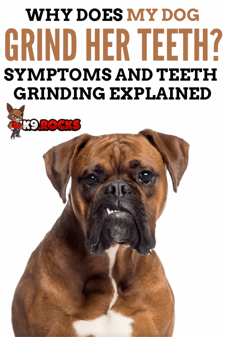 Why Does My Dog Grind Her Teeth? Symptoms and Teeth Grinding Explained ...