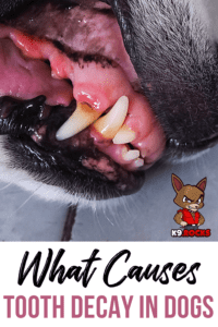 What Causes Tooth Decay In Dogs? - K9 Rocks