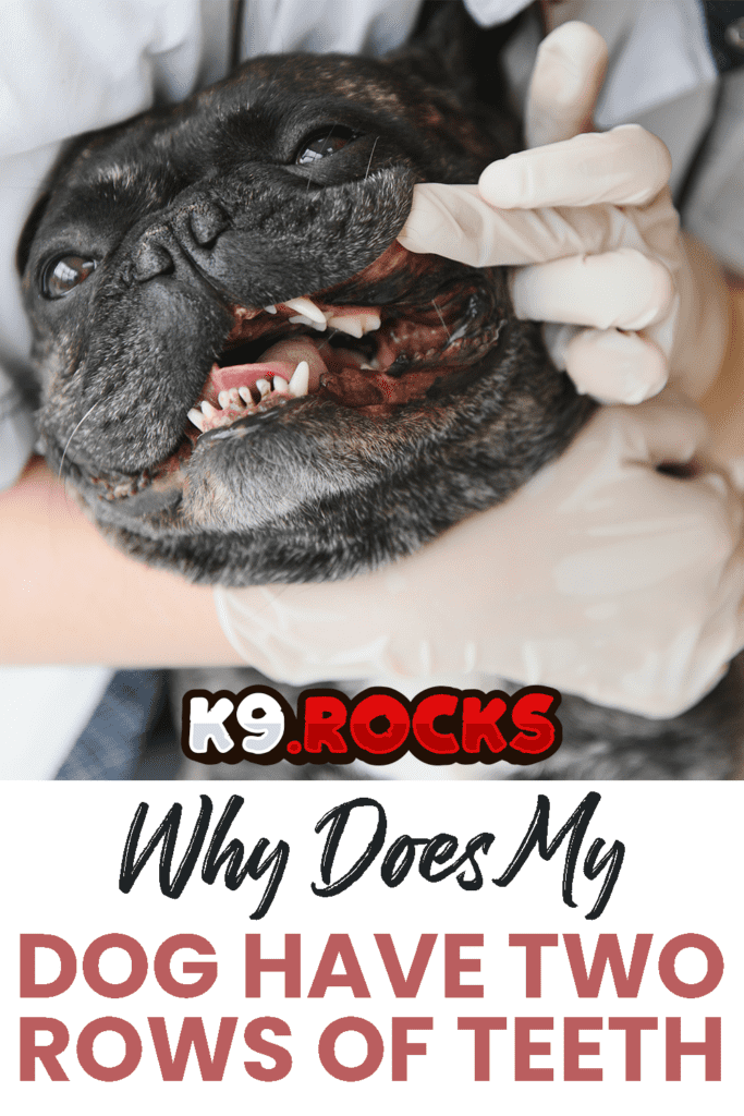 Why Does My Dog Have Two Rows Of Teeth? - K9 Rocks