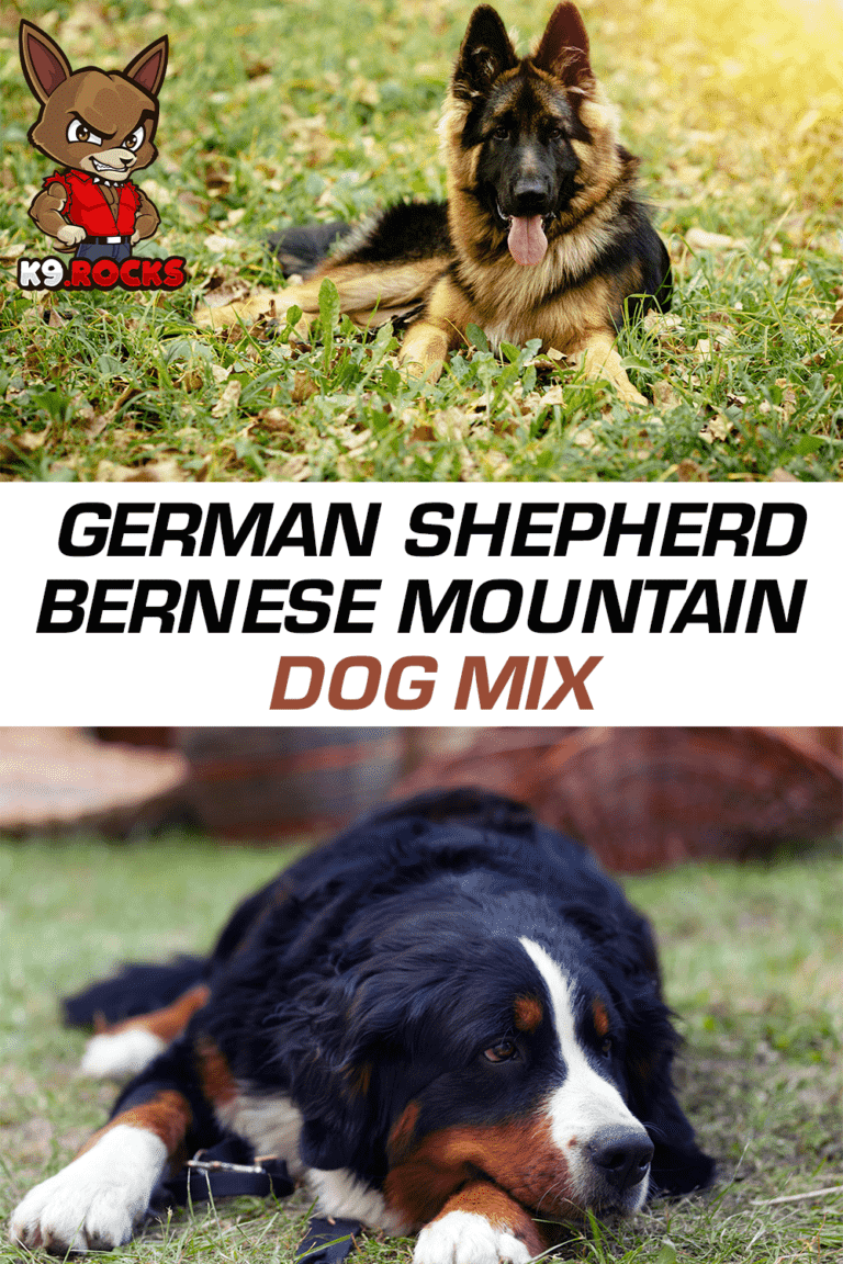 German Shepherd and Bernese Mountain Dog Mix – Breed Facts - K9 Rocks