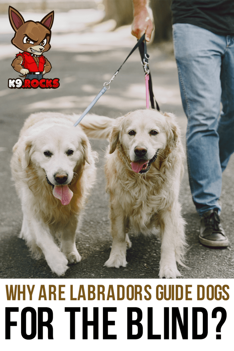 Why Are Labradors Guide Dogs for the Blind? - K9 Rocks
