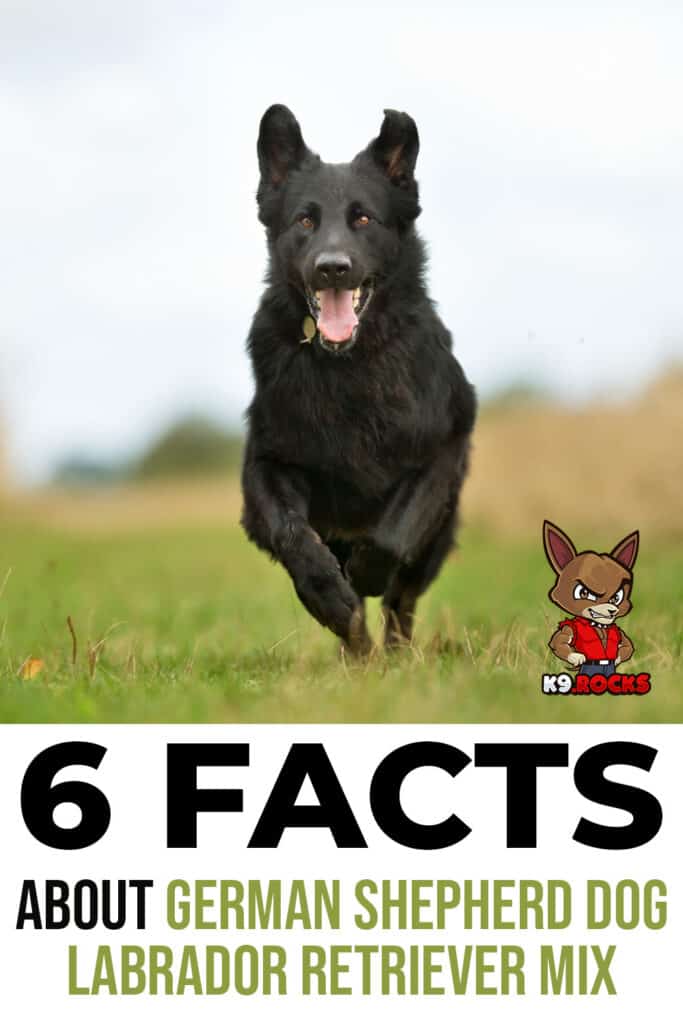 6 Facts about German Shepherd Dog - Labrador Retriever Mix - K9 Rocks