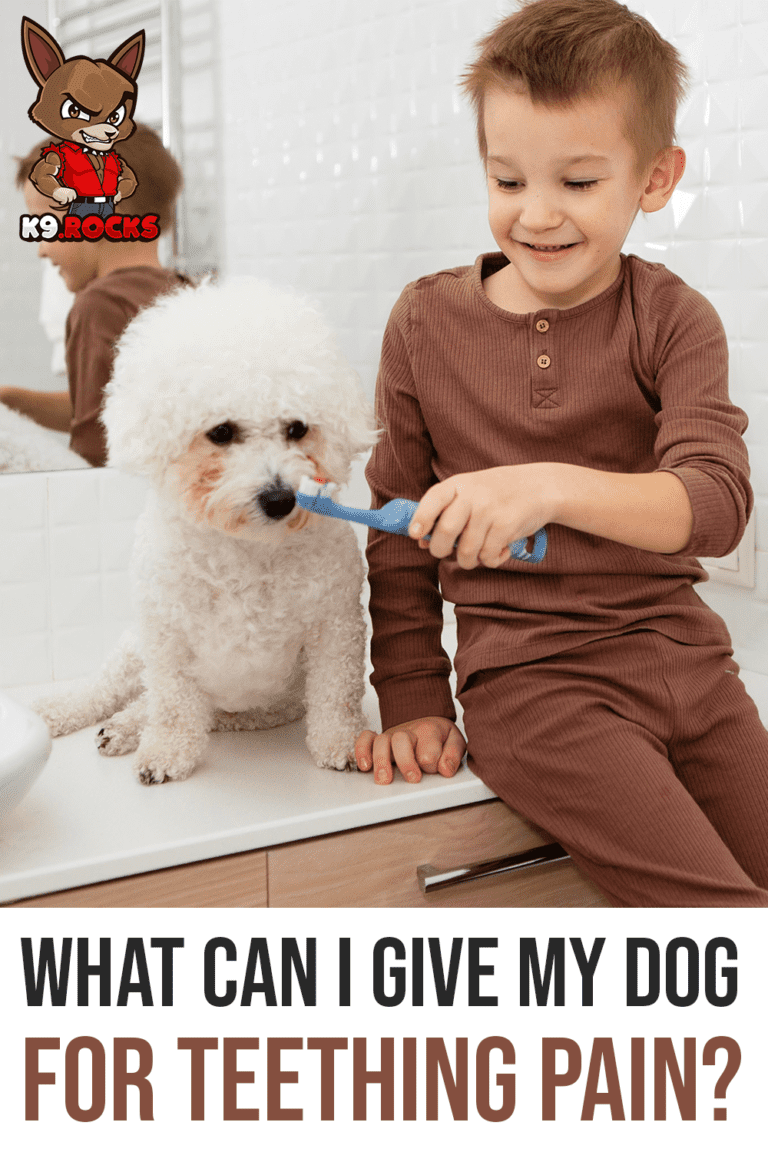 What Can I Give My Dog for Teething Pain? - K9 Rocks