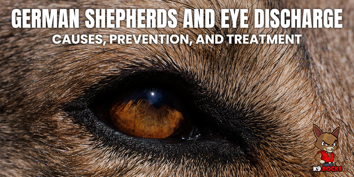German Shepherds And Eye Discharge Causes Prevention And Treatment