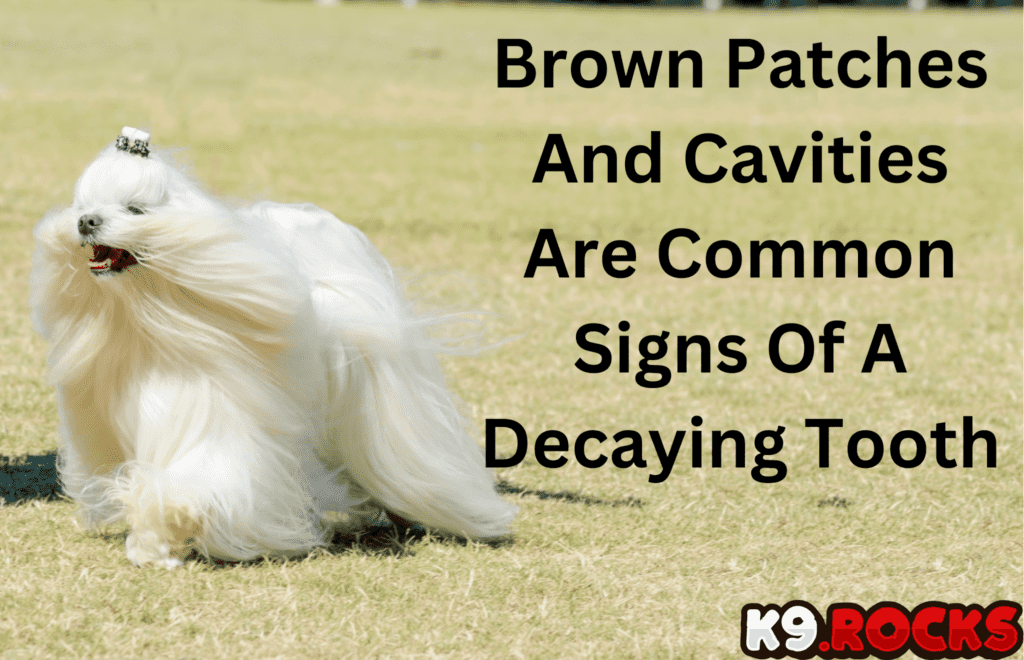 4 Worst Maltese Dog Teeth Problems - K9 Rocks