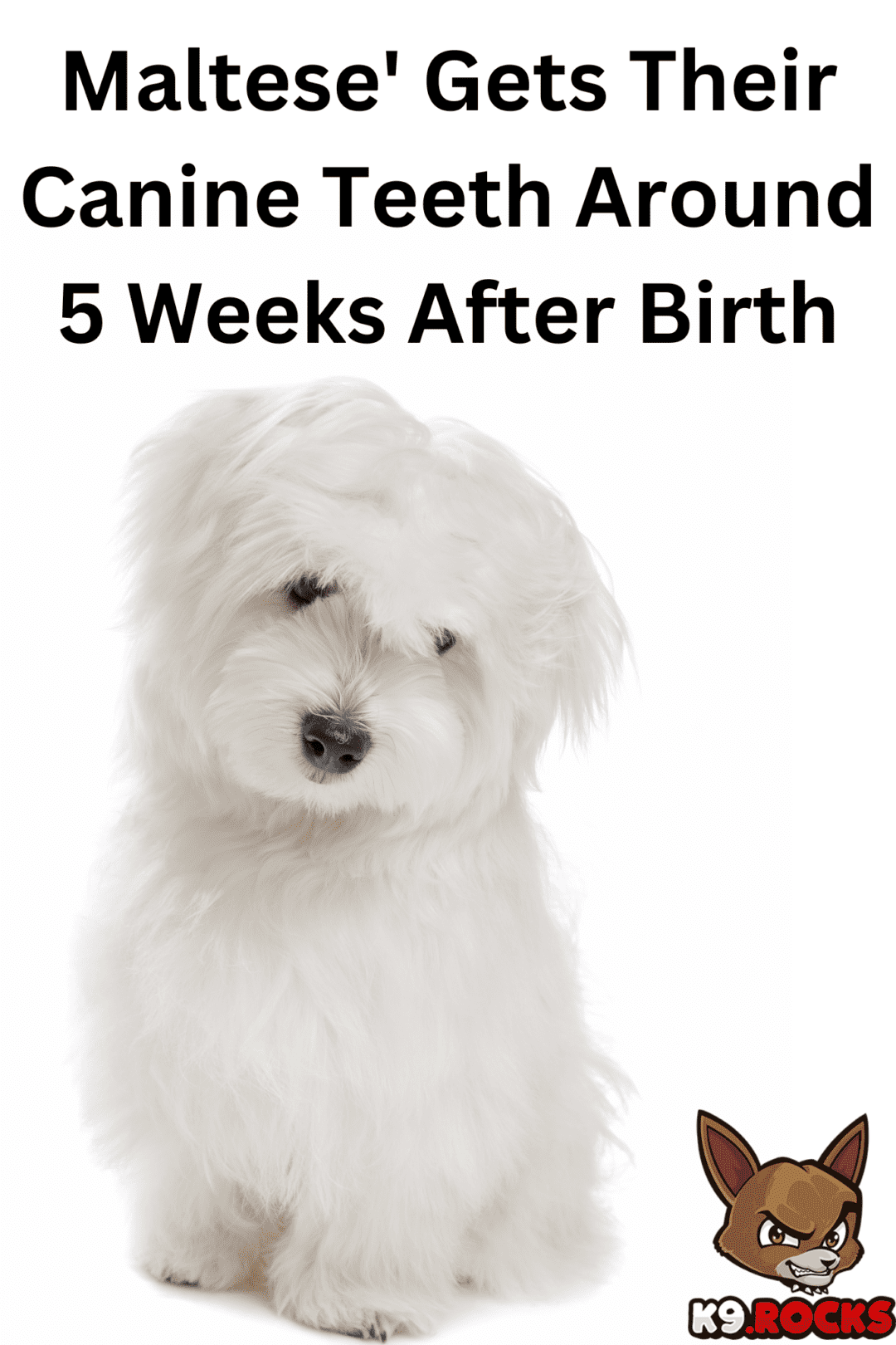 4 Worst Maltese Dog Teeth Problems - K9 Rocks
