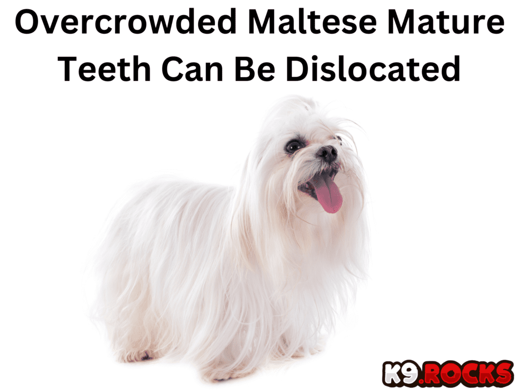 4 Worst Maltese Dog Teeth Problems - K9 Rocks