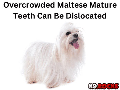 4 Worst Maltese Dog Teeth Problems - K9 Rocks