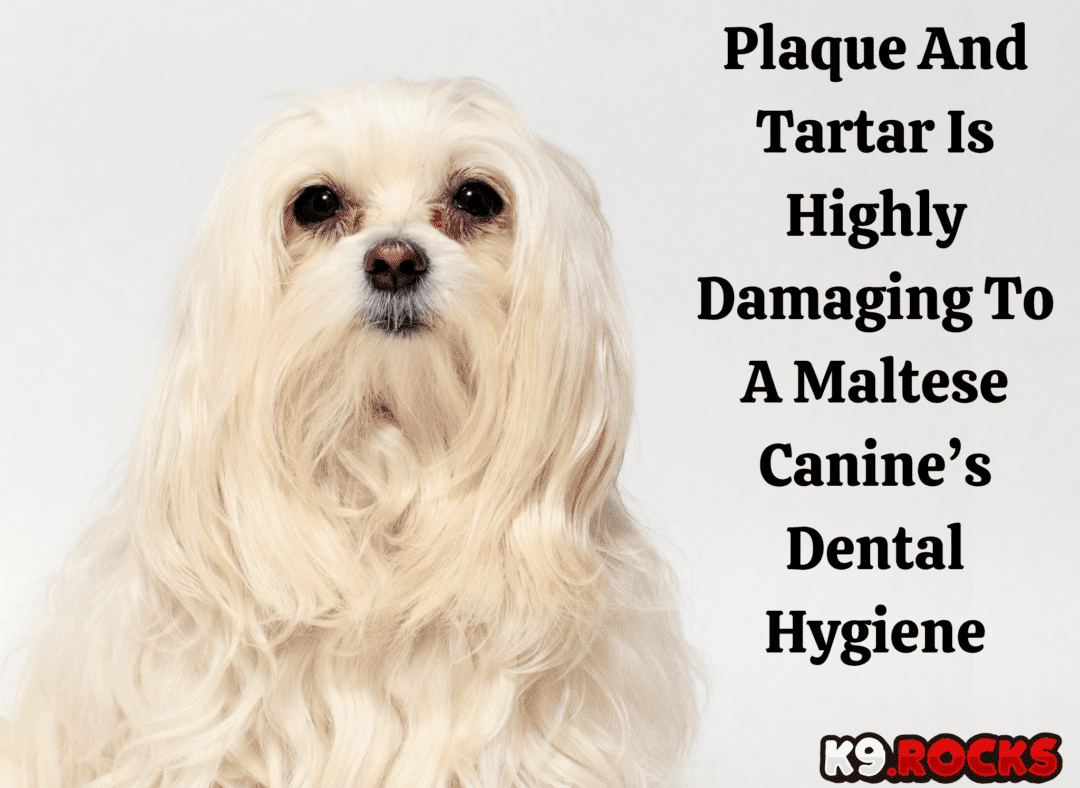 4 Worst Maltese Dog Teeth Problems - K9 Rocks