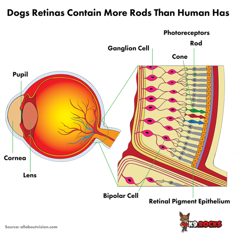do-german-shepherds-have-good-vision-k9-rocks