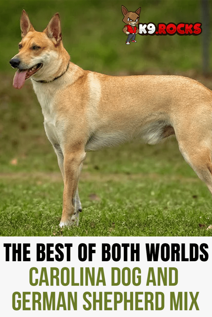 Carolina Dog and German Shepherd Mix - The Best of Both Worlds - K9 Rocks