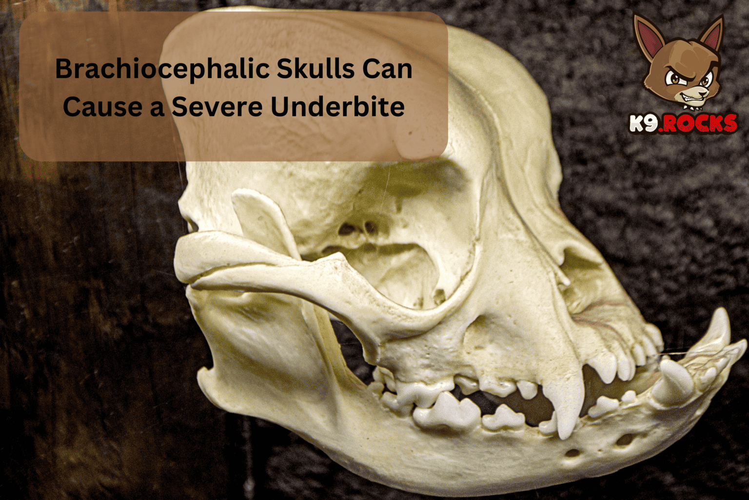 7 Different Pictures of Dog's Teeth: Why They Matter - K9 Rocks