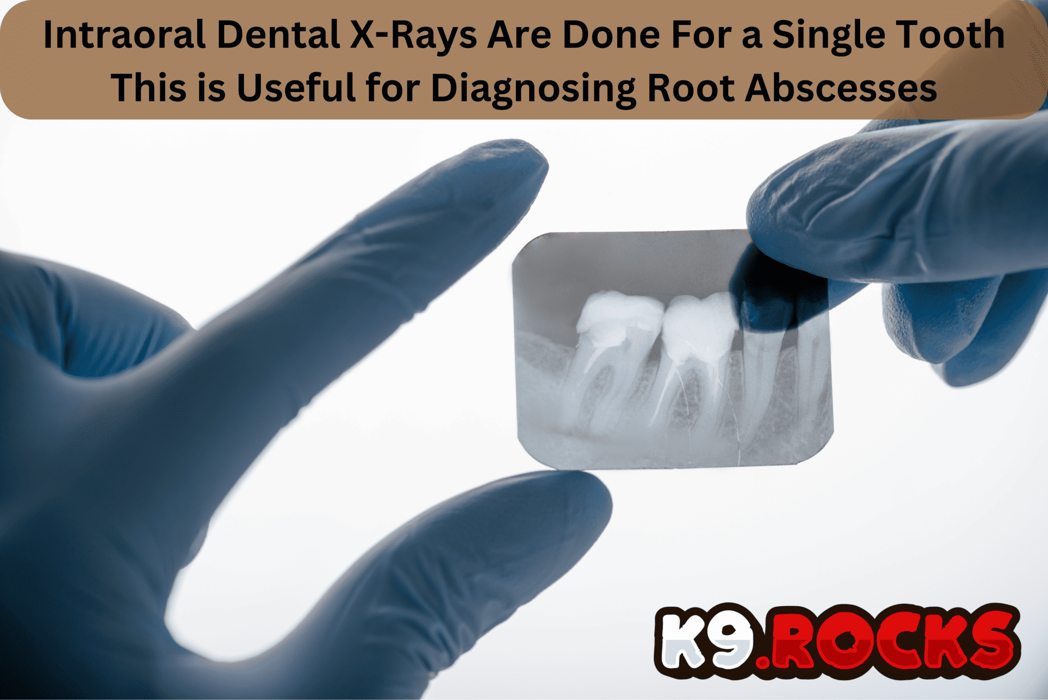 20 Pictures Demonstrating Serious Dog Teeth Problems - K9 Rocks