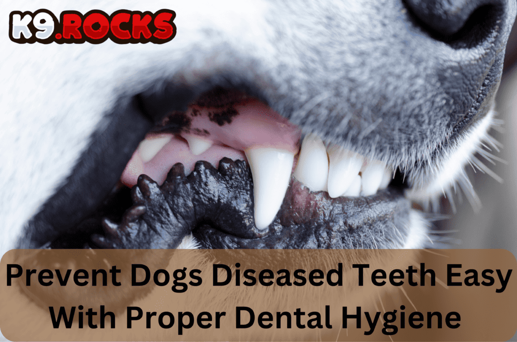 Bad Teeth in Dogs: Side Effects and Importance of Dental Care - K9 Rocks