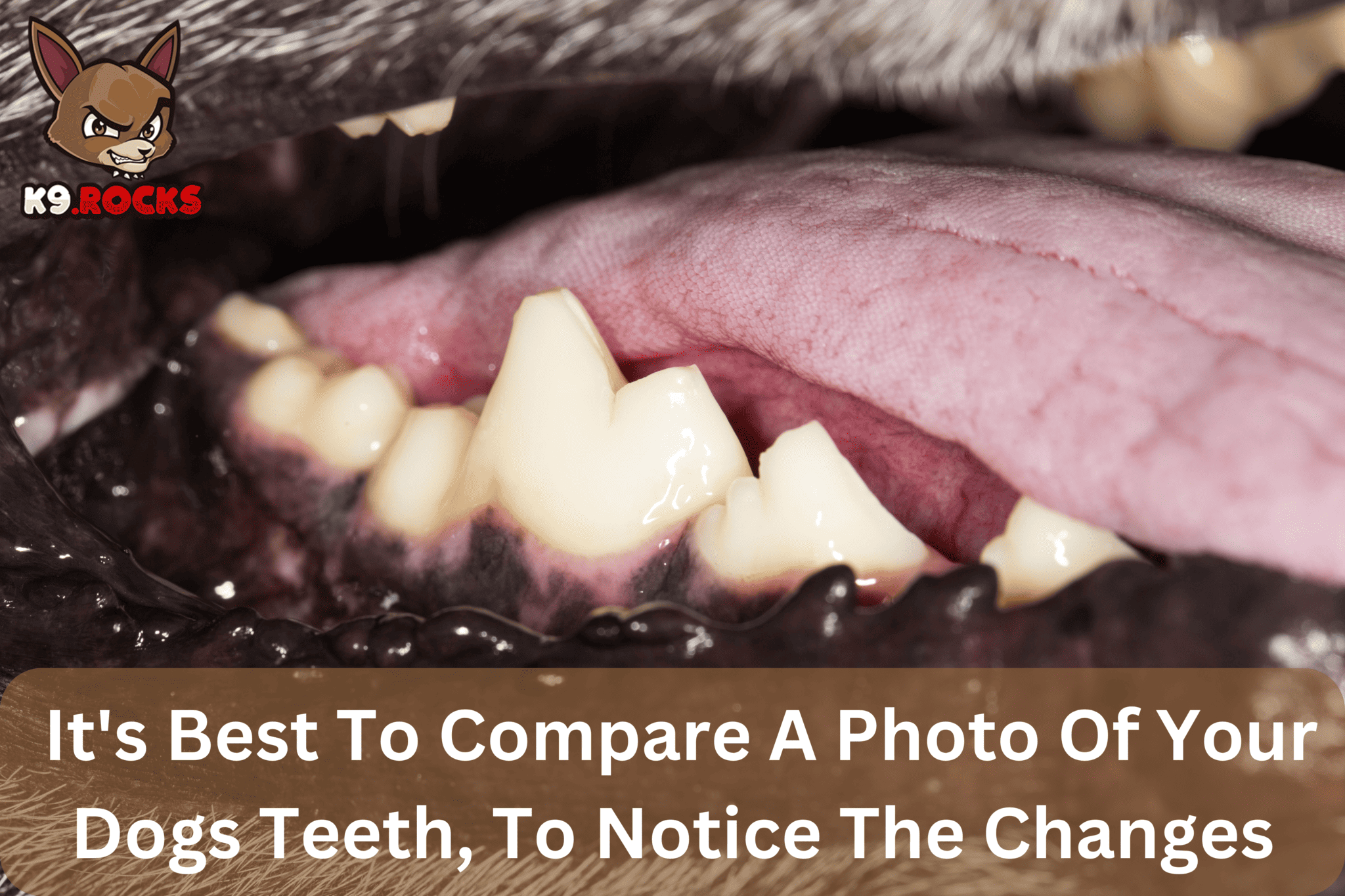 20 Pictures Demonstrating Serious Dog Teeth Problems - K9 Rocks