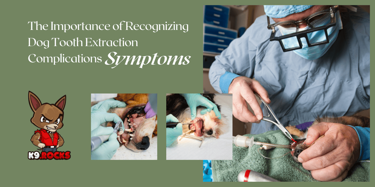 Importance of Recognizing Dog Tooth Extraction Complications Symptoms ...
