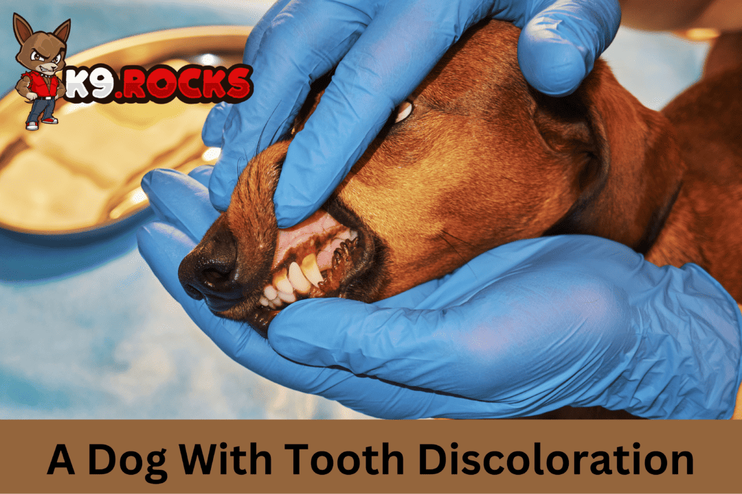 Dog Tooth Abscess: Unveiling Hidden Risks and Treatments - K9 Rocks
